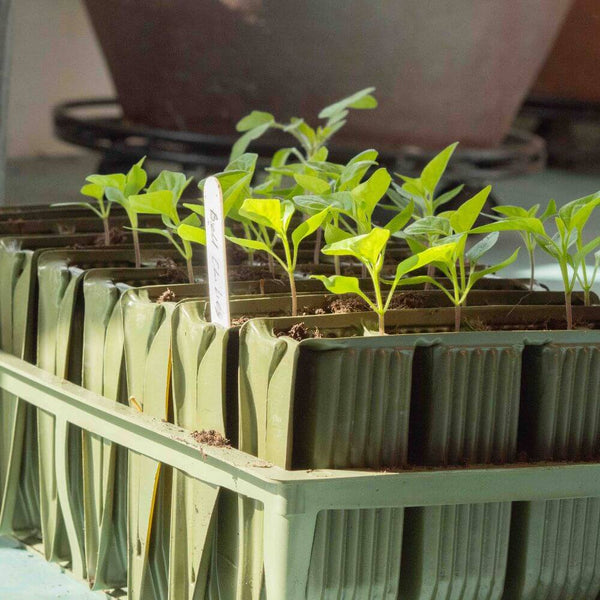 Root Trainer Plant Pot for Strong Root Growth